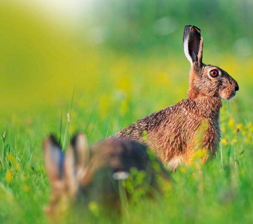 conejo-silvestre - cuniNews, la revista global de cunicultura